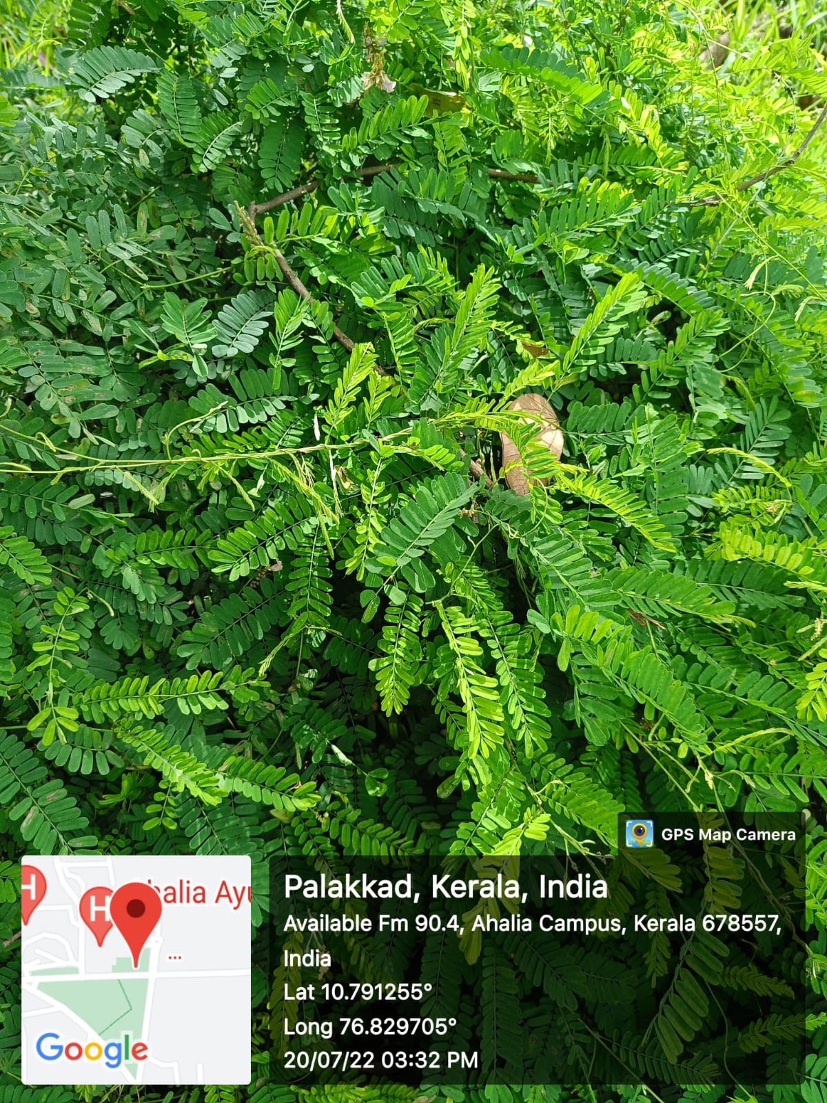 Gunja - Ahalia Ayurveda Medical College