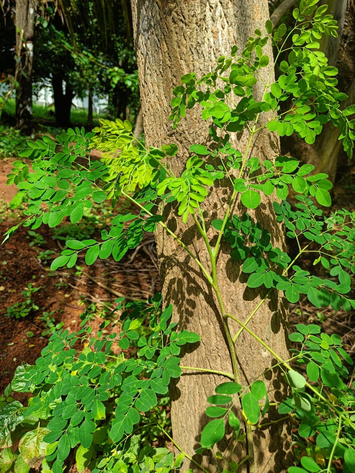 Shigru - Ahalia Ayurveda Medical College
