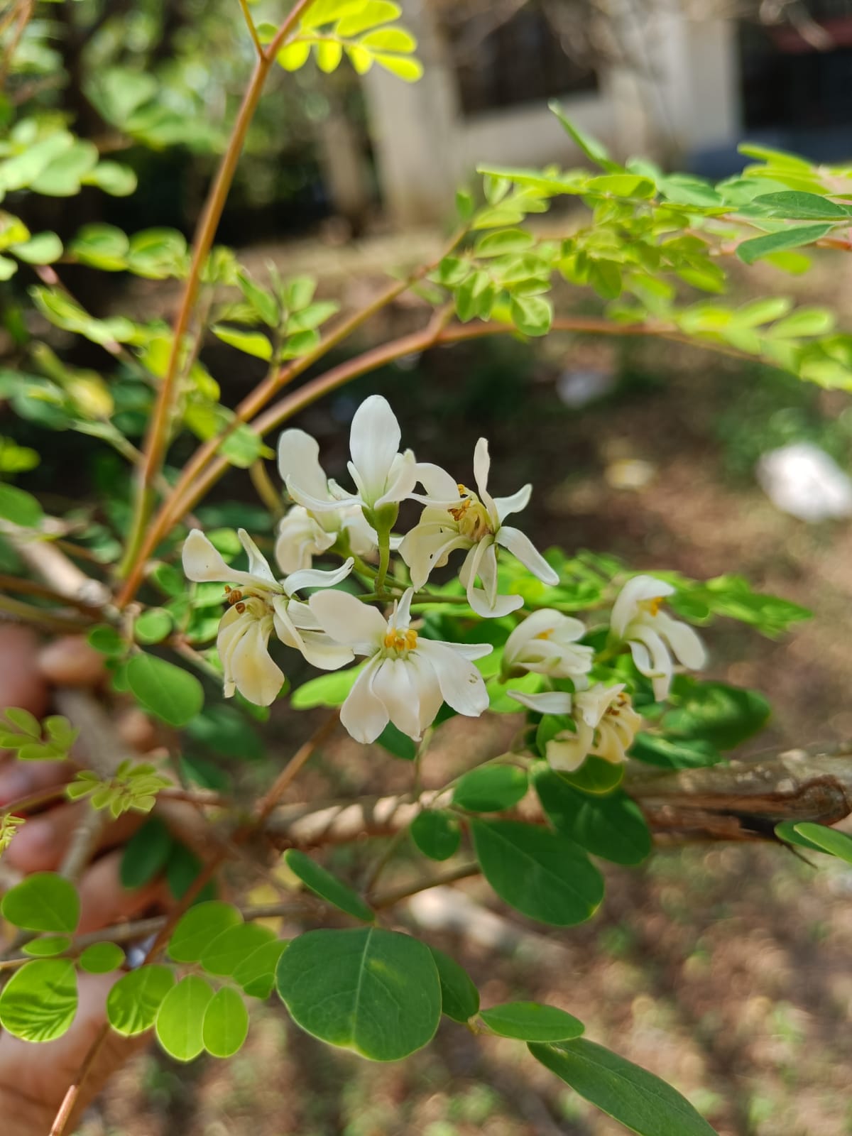 Shigru - Ahalia Ayurveda Medical College